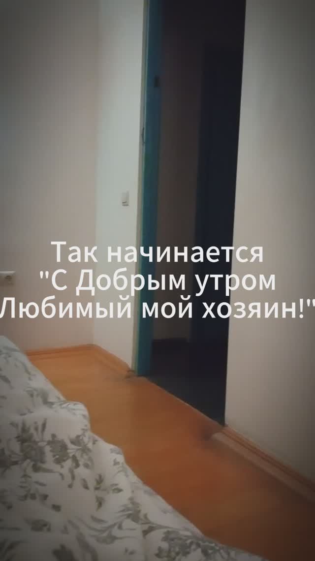 С Добрым утром! Венгерская Выжла.