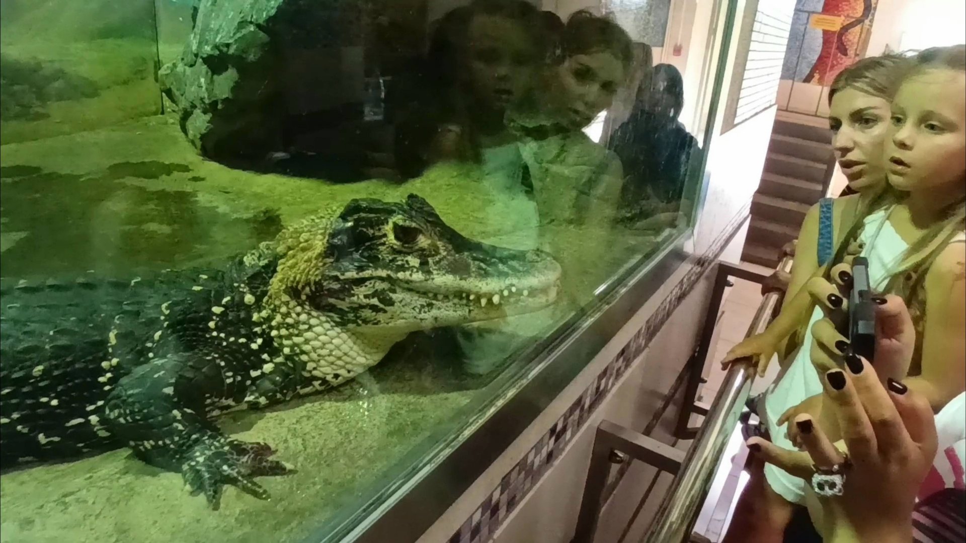Кайман в Московском зоопарке...