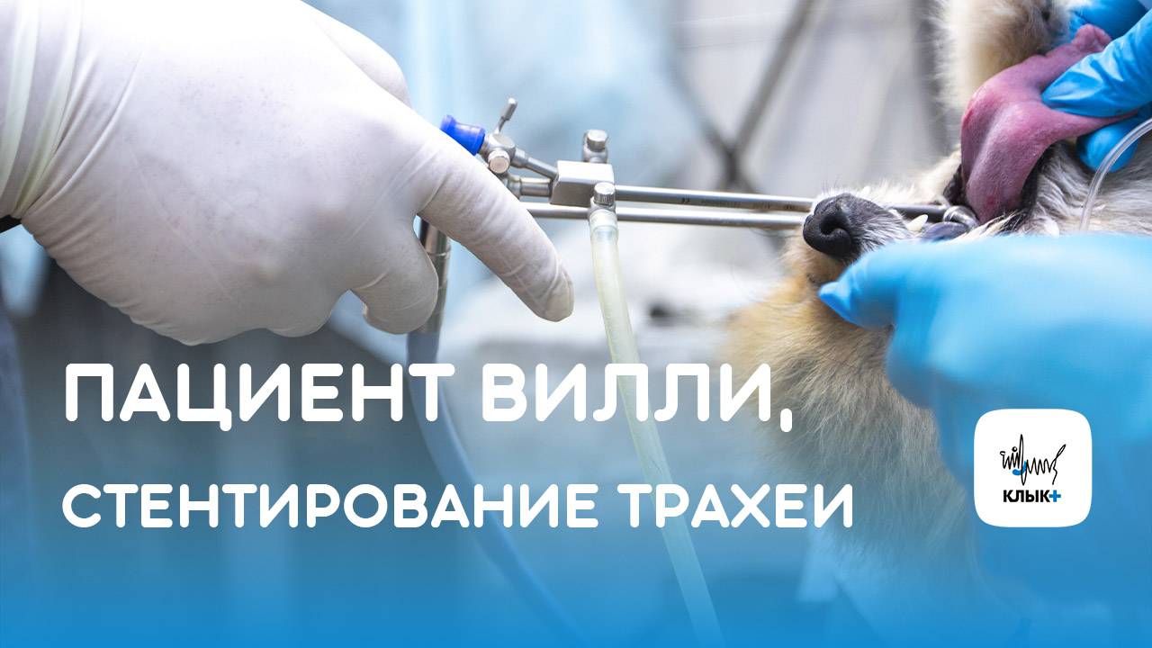 Пациент Вилли, стентирование трахеи