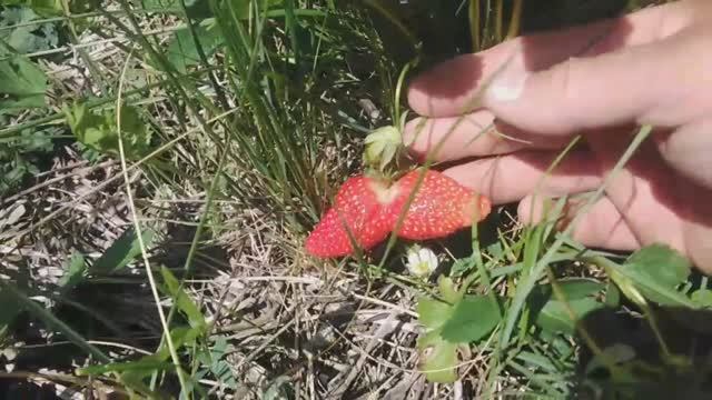 Готовимся к первому сбору ягоды