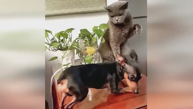 Смешные кошки и собаки!