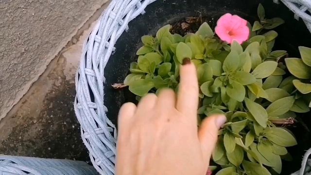 Летние цветение июнь