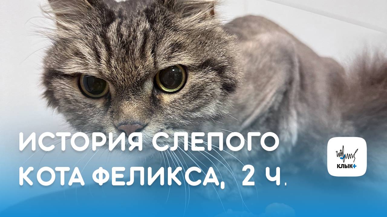 История слепого кота Феликса, эпизод 2