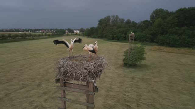 перед грозой: зов феи Драже