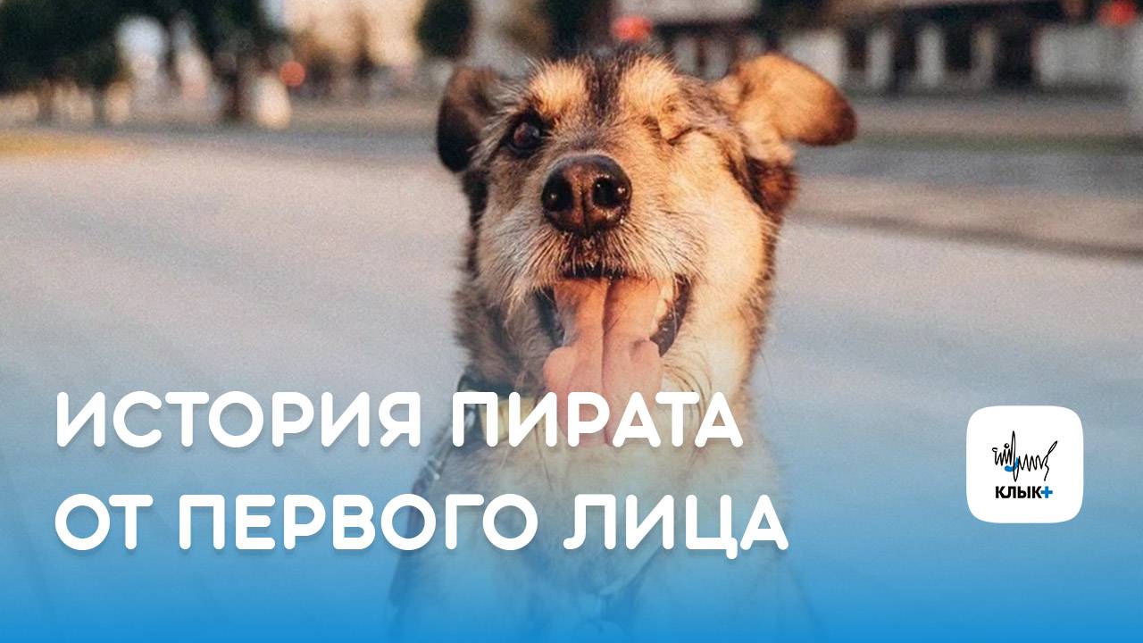 История одноглазой собаки Пирата от первого лица