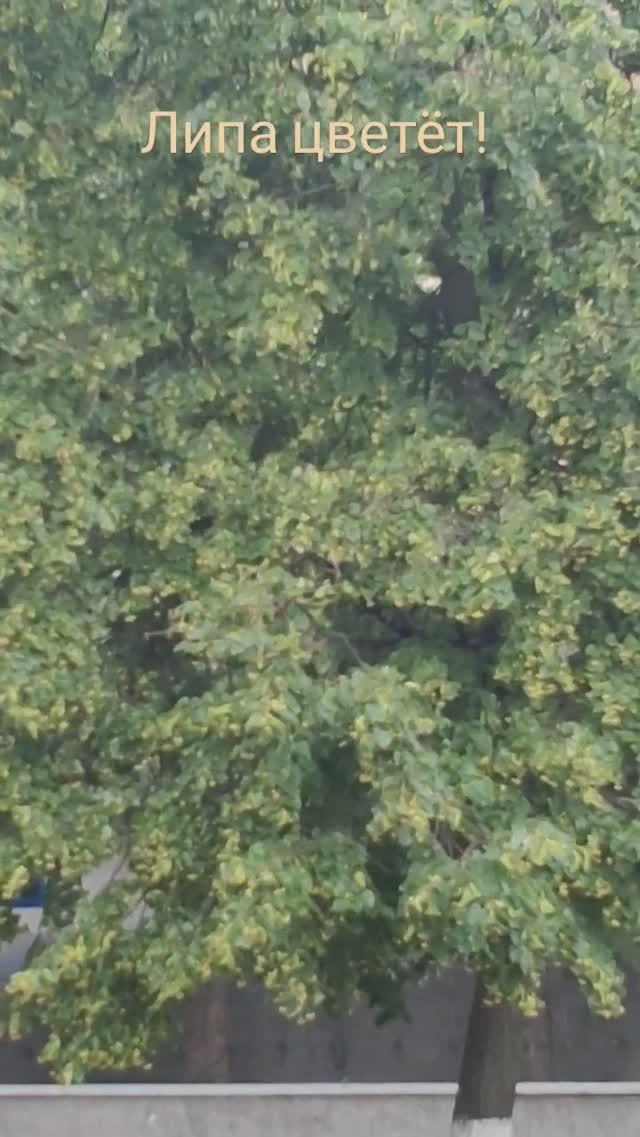 Липа цвет. Лето в Пензе! Улица Московская!