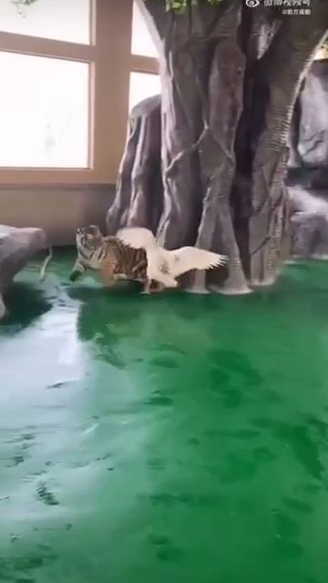 Гусь и тигр