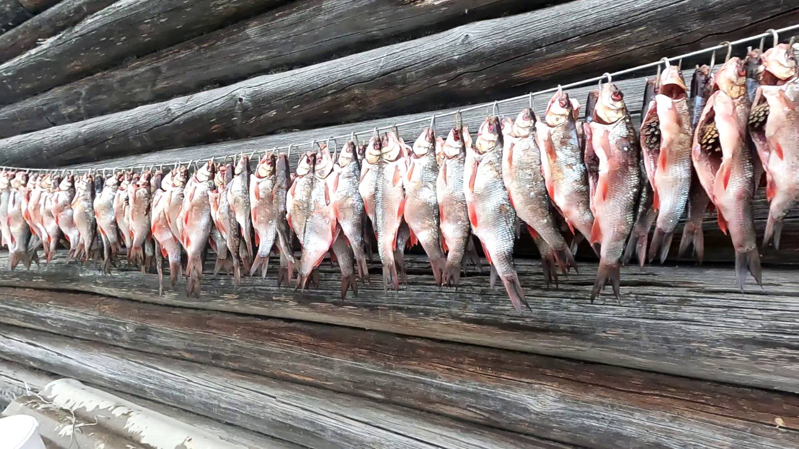 День России \ Вечерняя проверка \ И опять ведро рыбы  12.06.25