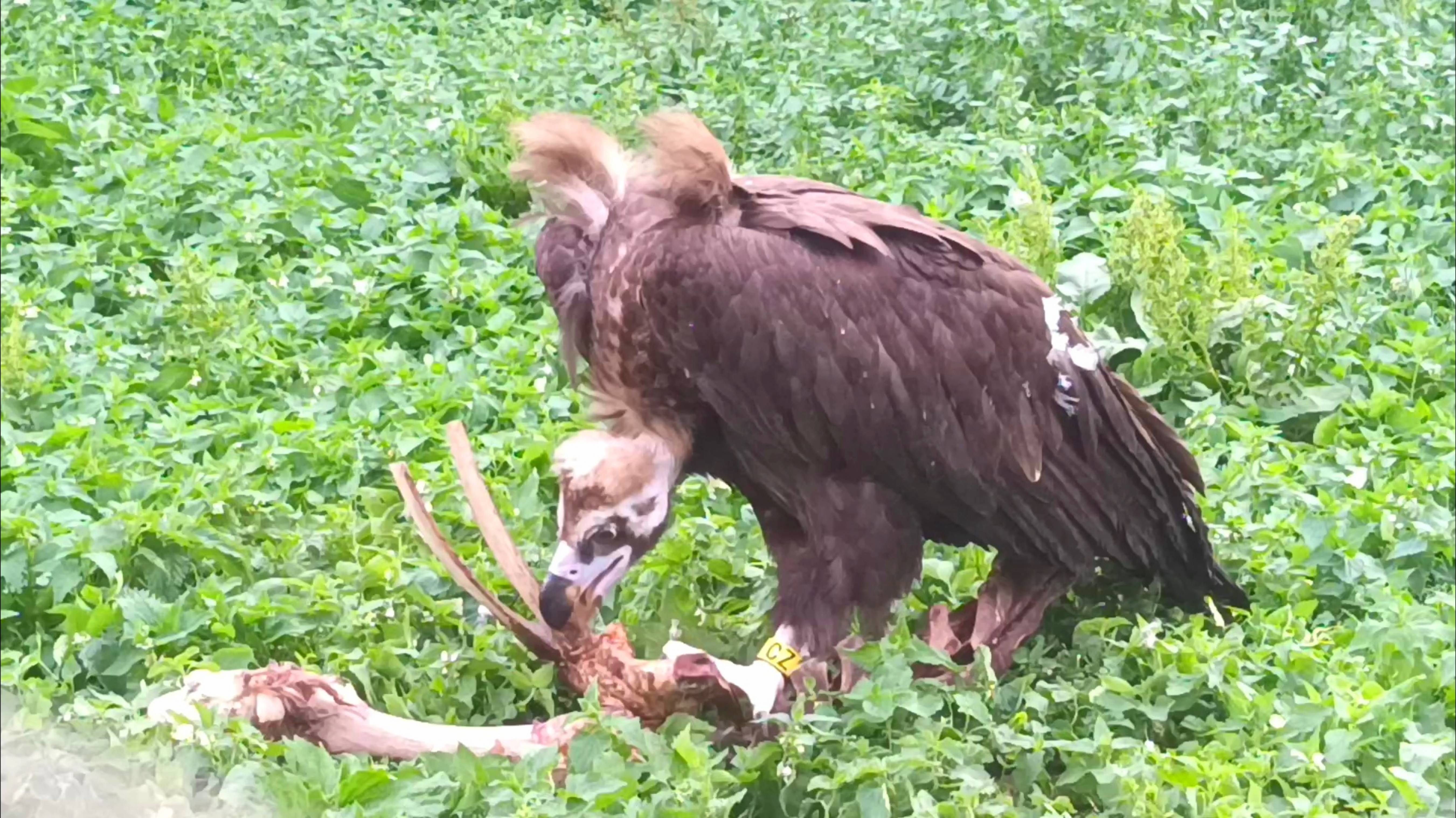 Обед в Московском зоопарке...