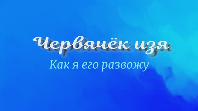 Червячёк изя. Как я его развожу.