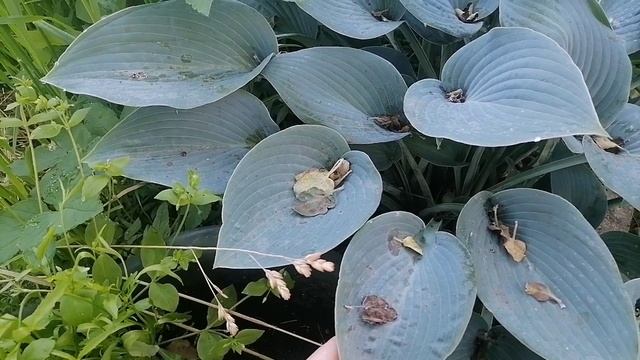 Хосты на участке