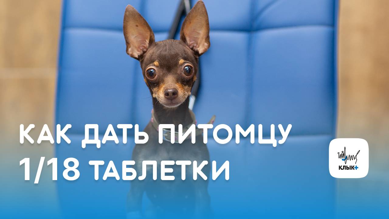 Как дать питомцу 1/18 таблетки