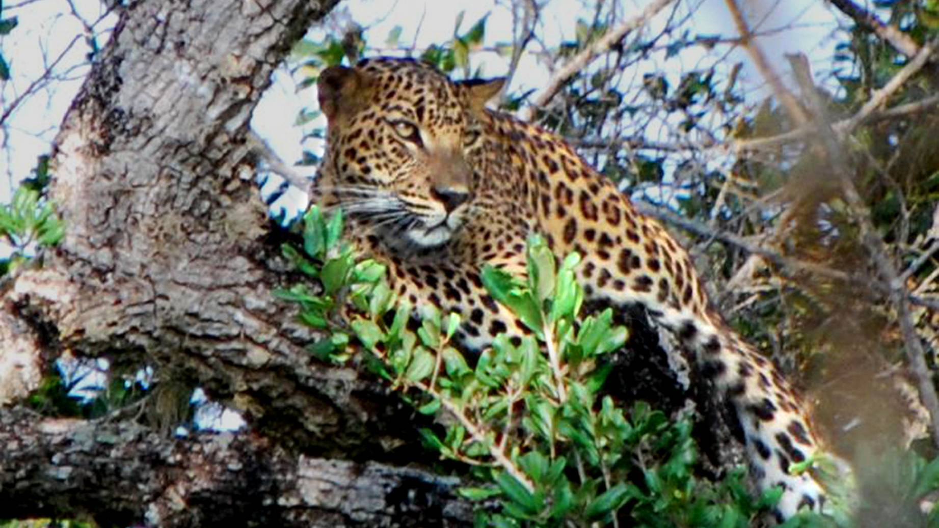 НАЦИОНАЛЬНЫЙ ПАРК ЯЛА