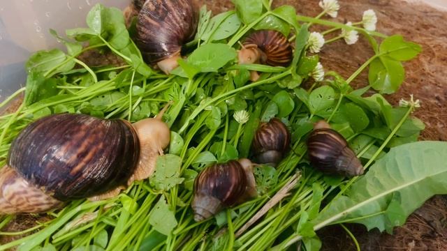 Летние Ахатины ретикулята