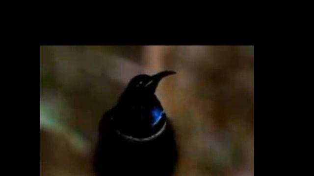 RE Love birds - Unit 2