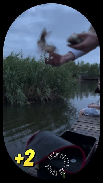 +2🐟🐟 #ЗаРыбимВместе #зарыбление #пруд