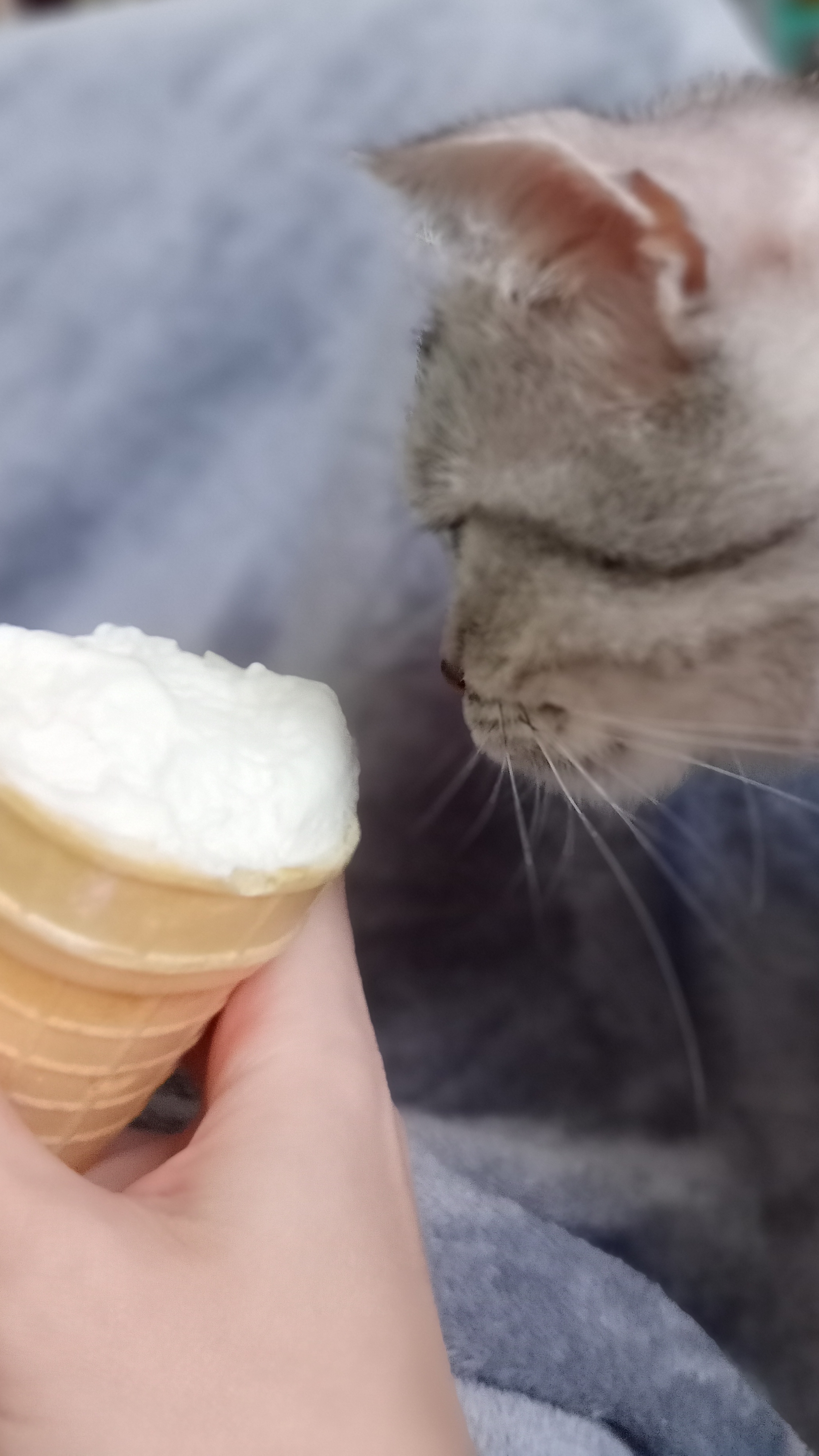 😻Бусюша ест мороженое 🍦