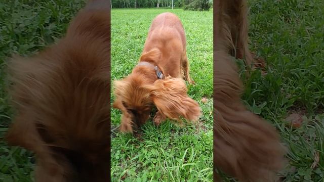 На каком языке они поют?