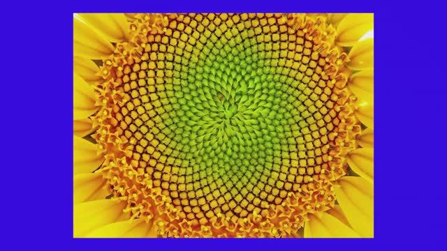 "Эстетика в математике" - лекция доцента кафедры "Высшая математика" ТГТУ Т. Ю. Забавниковой