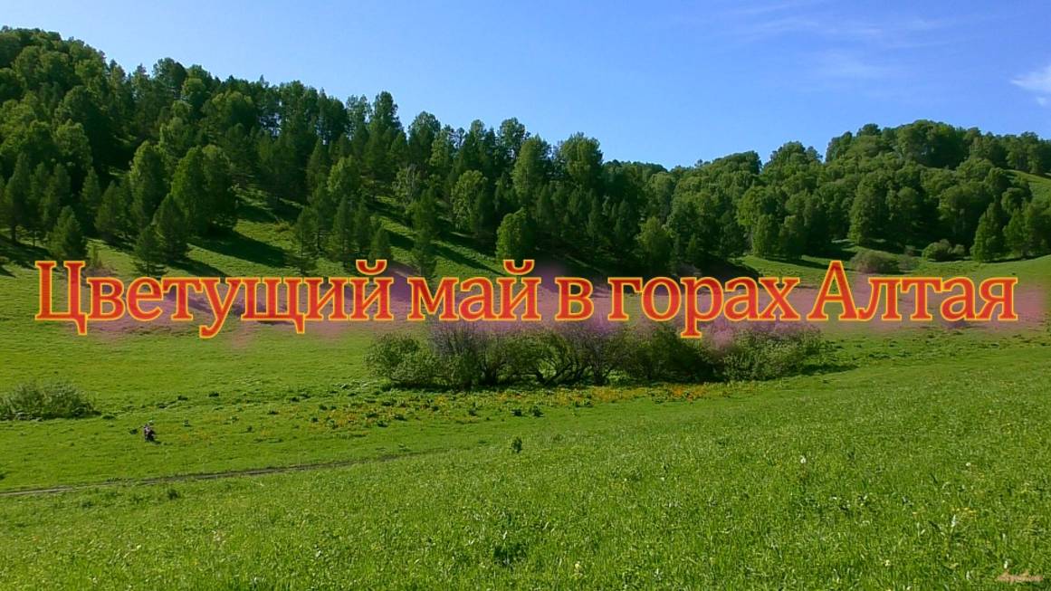 Цветущий май в горах Алтая