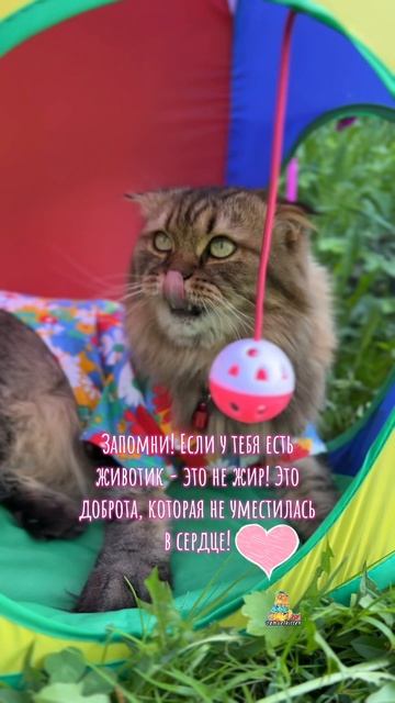 Мудрость от Самуэля!😸💗 #котик #мудрость #котики