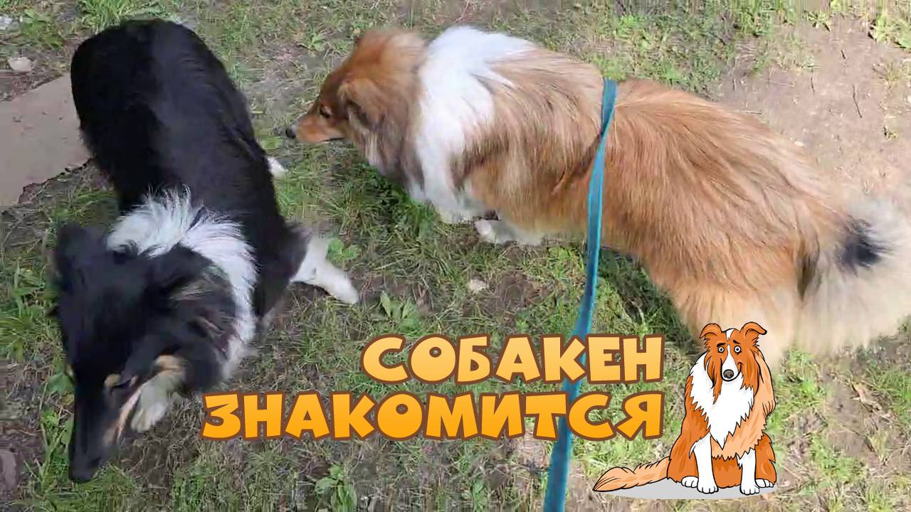 Знакомство Томми с девочками🐶❤️