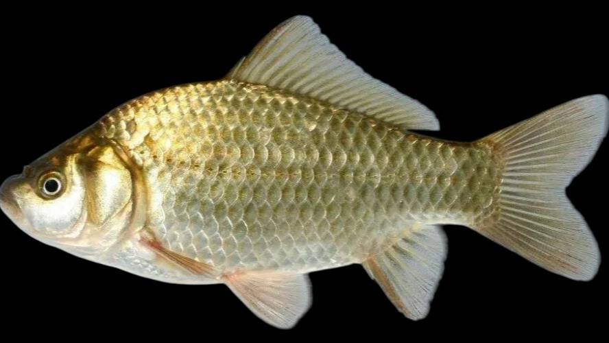 Ловля карася в пруду.