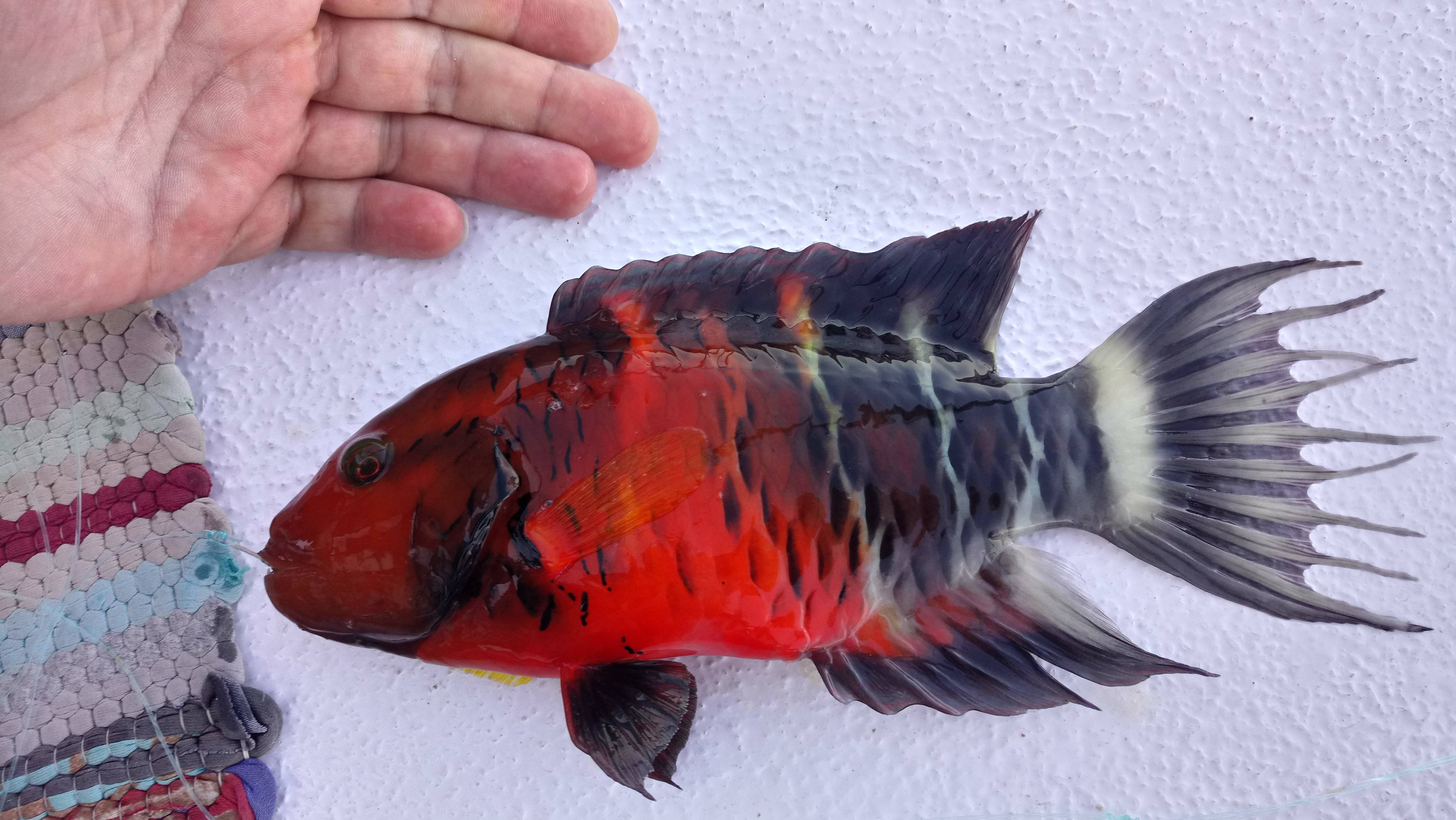 ЕГИПЕТ 2017 Albatros Royal Moderna