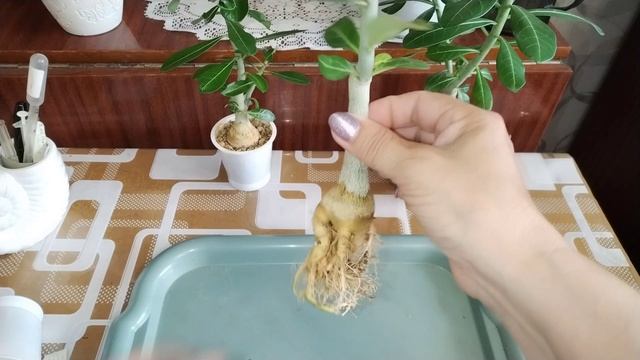 Адениумы из семян, посев 30.06.23г. Обзор и пересадка.