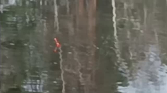 Рефтинское . Короткий , но очень активный клёв окуня .