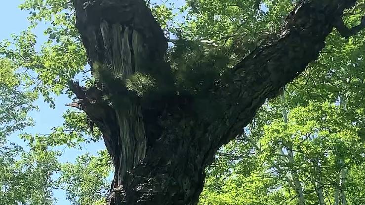 Чудеса камчатского леса: битый небитого везет!