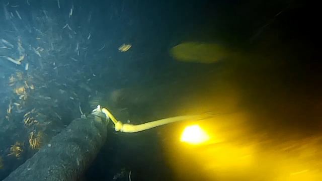 Уединённая прогулка