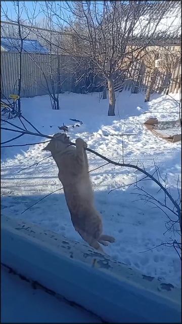кот воришка