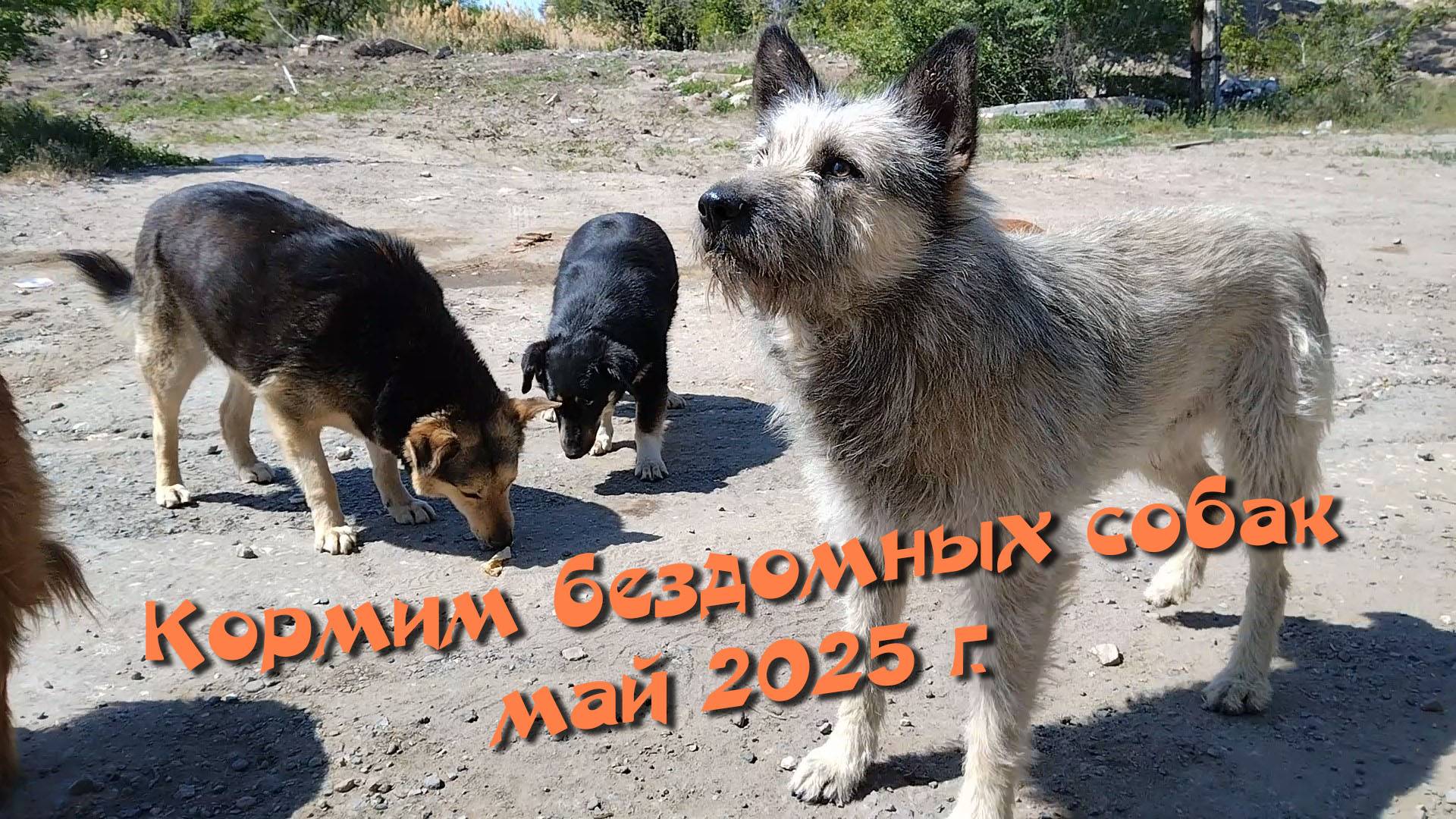 Кормим бездомных собак. Май 2025 г.