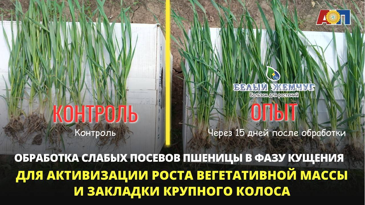 Обработка слабых посевов озимой пшеницы для формирования побегов кущения и закладки крупного колоса