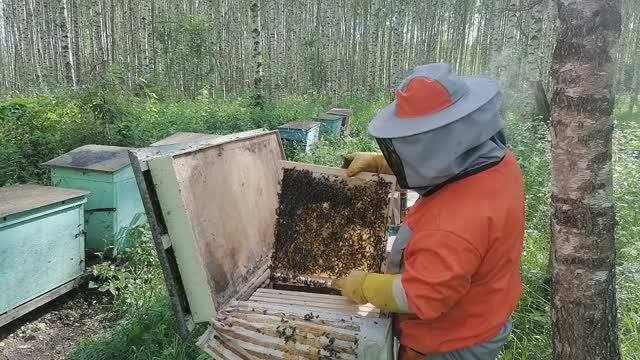 Контроль начала червления молодых маток и осмотр отводков со свищевыми маточниками на второй пасеке