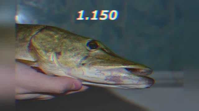 Рыбалка на Урале. Майская щука. Платник. На Калиновке