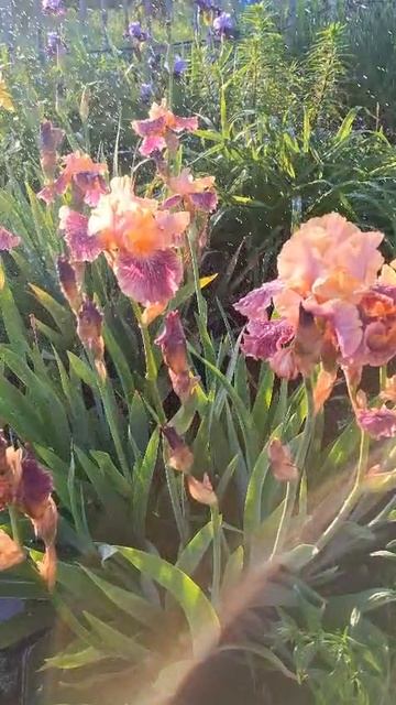 Летние зарисовки. Ирисы в нашем саду.