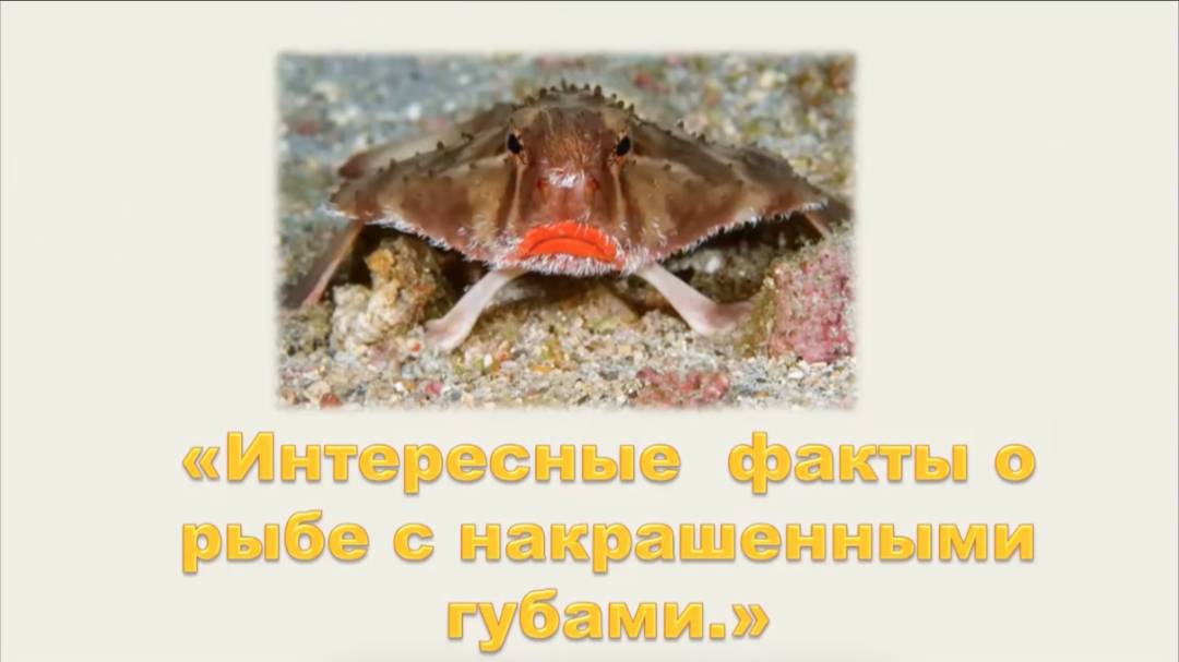 Интересный факт: «Гламурная рыбка»