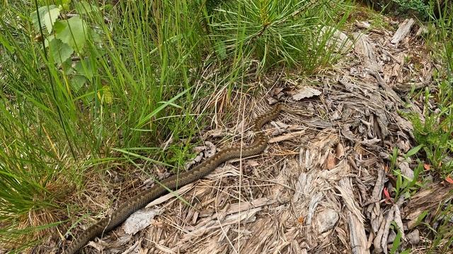 Летом Лебяга  Где-то в  лесу.
