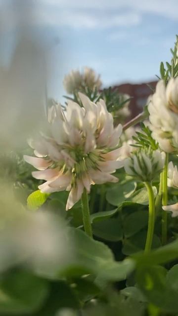 С днем России!