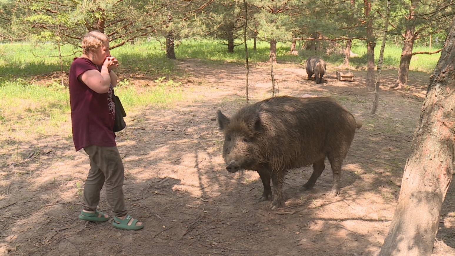 Актуальная тема - Сотрудница Окского заповедника воспитала осиротевших кабанят