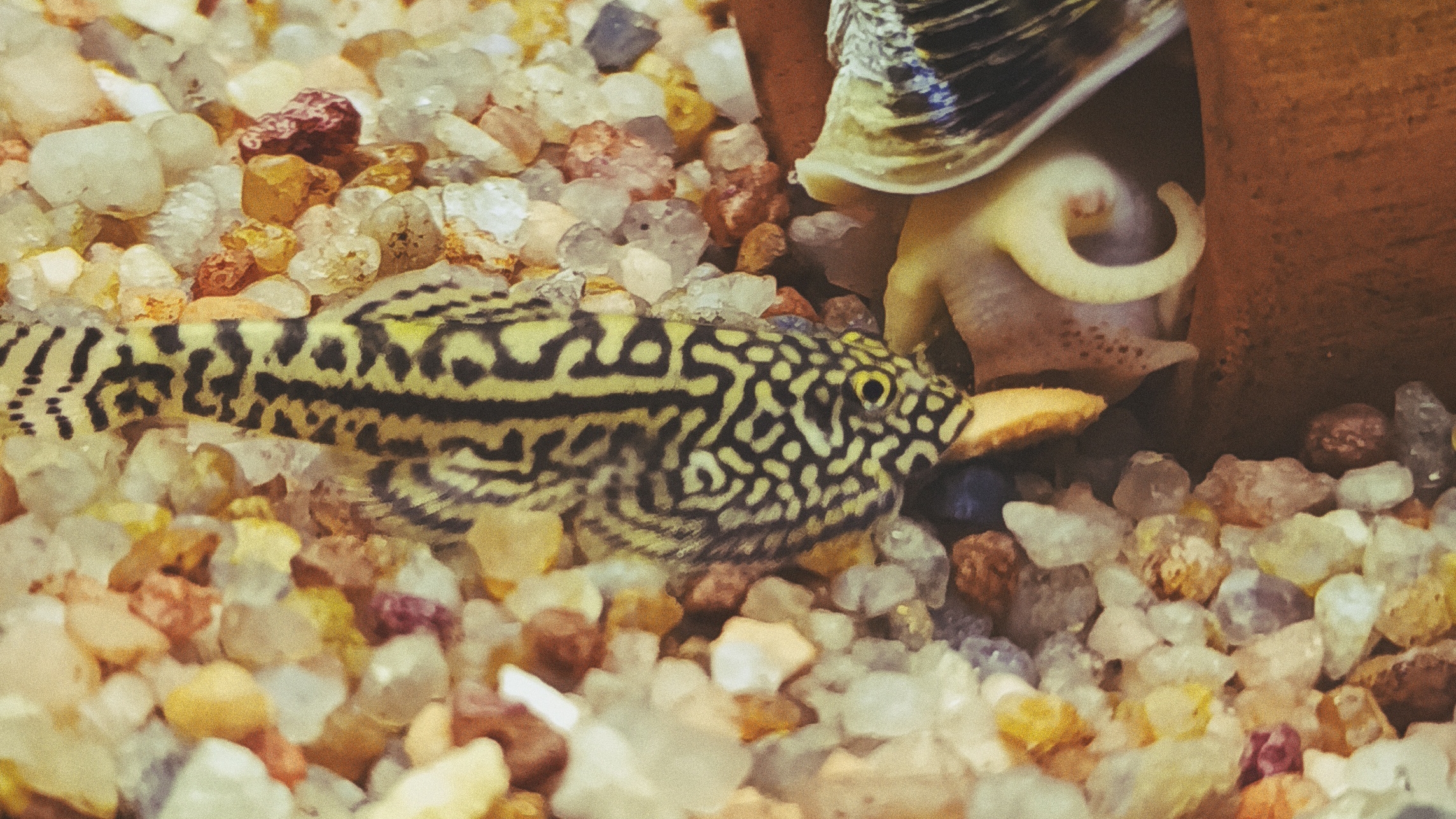 Севеллия ест огурчик