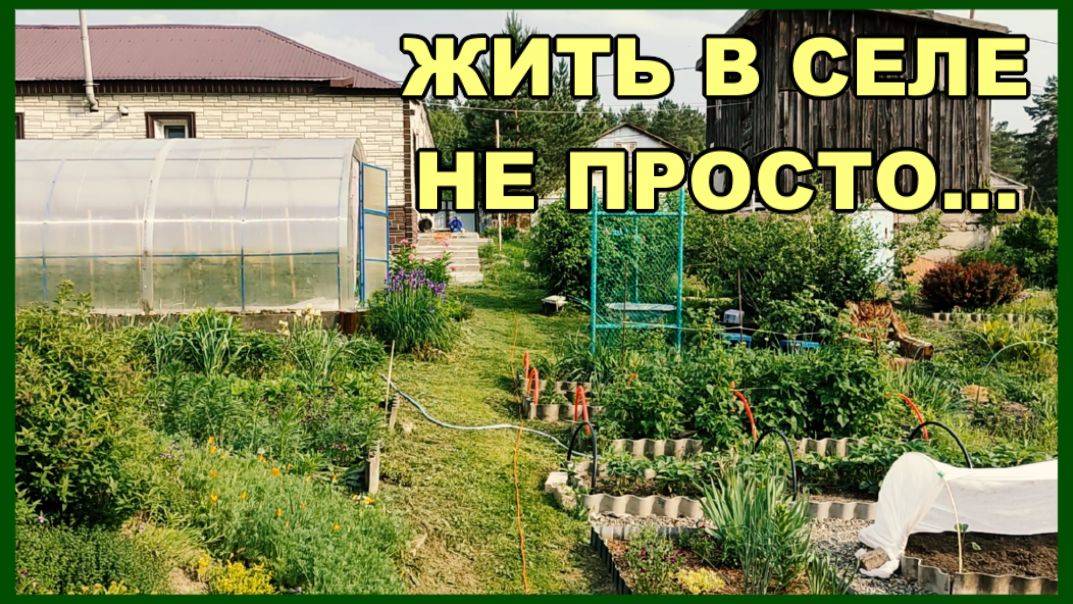 ВЕЧЕРОМ В ОГОРОДЕ.ПОСЛЕ ГРОЗЫ БЕЗ СВЕТА.ВПЕРВЫЕ ЧЕРЕНКОВАЛА.
