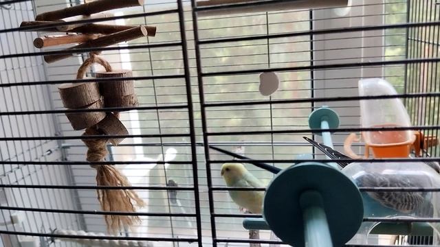 Джентльмен (Видео о том, как сильно волнистые попугайчики любят салатик)