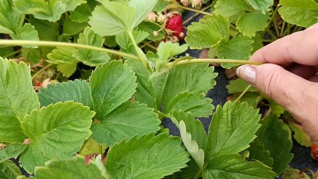 Уход за клубникой в период плодоношения. Нужно ли подкармливать клубнику в этот период