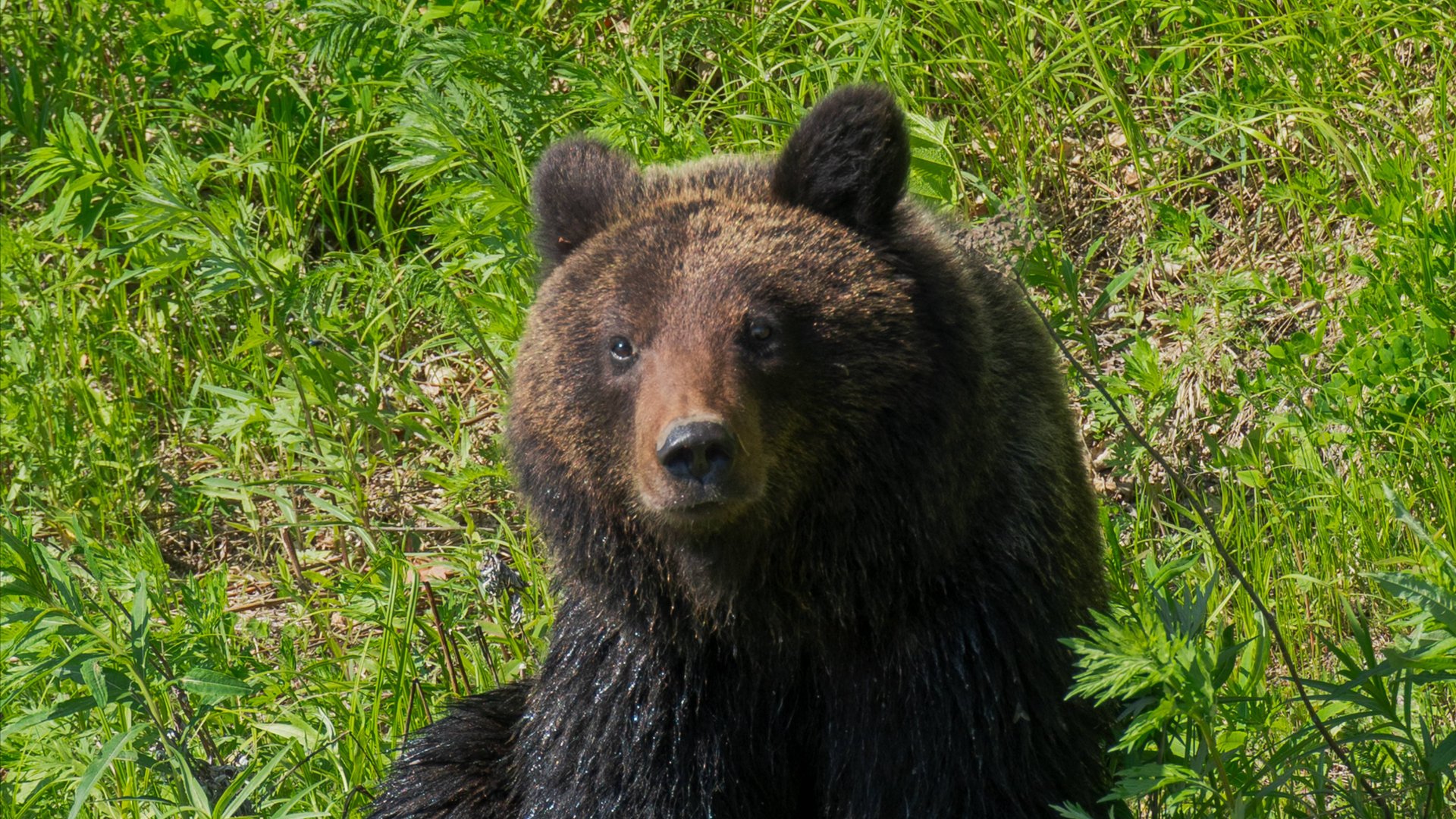Встреча с медведем. Хорошие получились кадры!