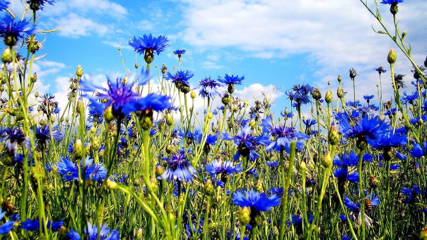 Августовское настроение – Евгений Тутушкин, музыка – Сергей Гладких