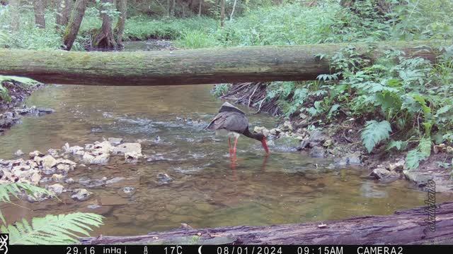 ЧЕРНЫЙ АИСТ НА РЕЧКЕ