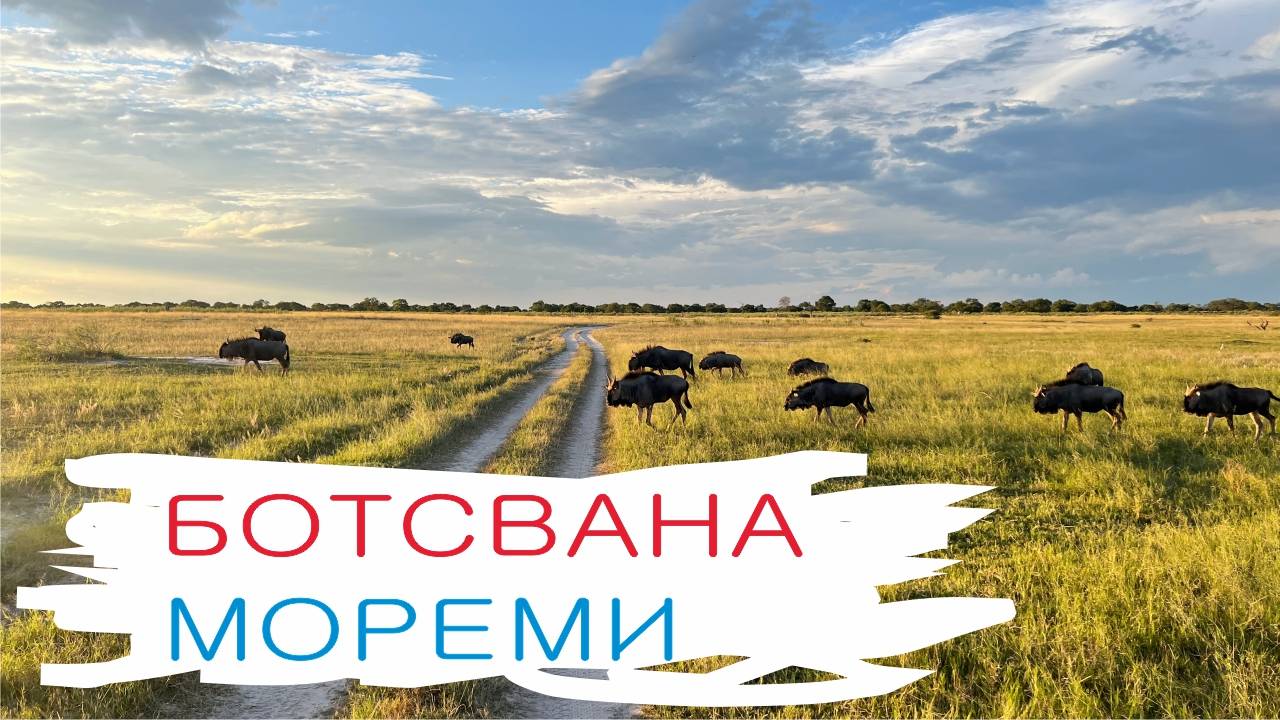 Ботсвана, ч 1, Мореми Дельта Окаванго. Леопард и два гепарда